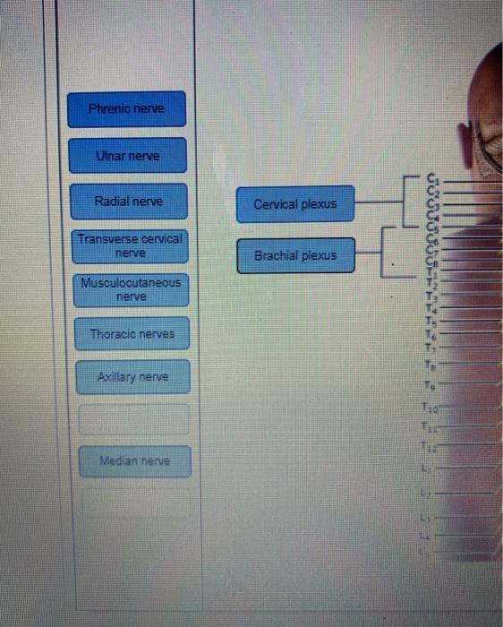 Solved Art labeling Activity: Peripheral Nerves and Nerve | Chegg.com