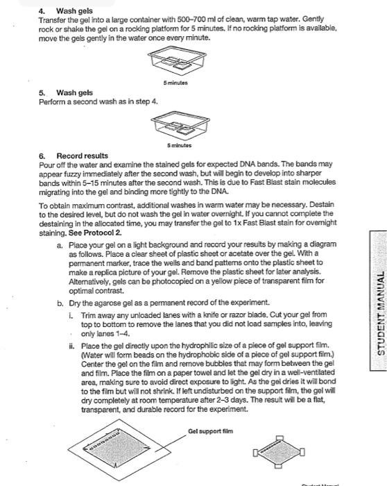 Solved Staining DNA with Fast Blast DNA Stain (Laboratory | Chegg.com