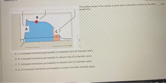 Solved and The plateau phase of the cardiac muscle action | Chegg.com