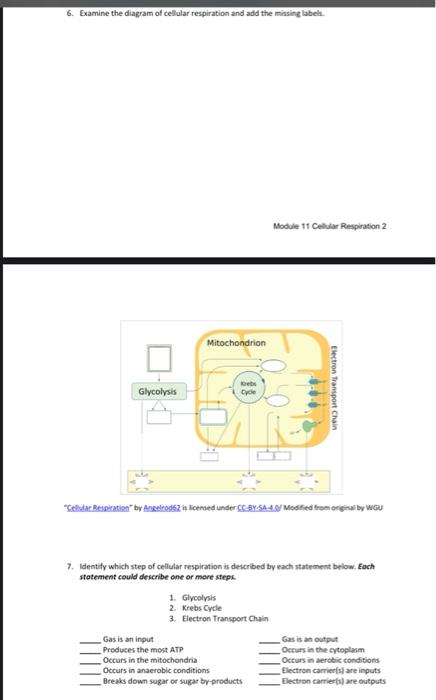 Solved 6. Examine the diagram of cellular respiration and | Chegg.com