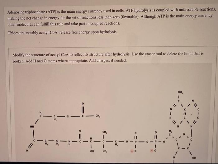 Solved Adenosine triphosphate (ATP) is the main energy | Chegg.com