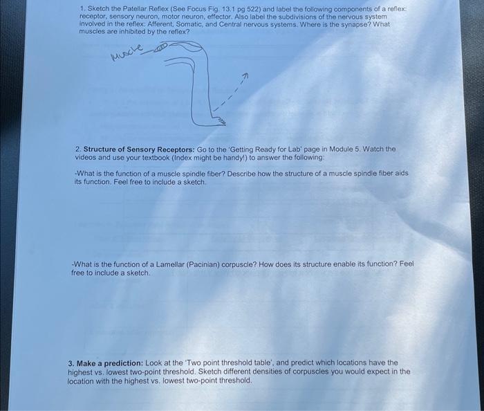 Solved 1. Sketch the Patellar Refiex (See Focus Fig. 13.1 pg | Chegg.com