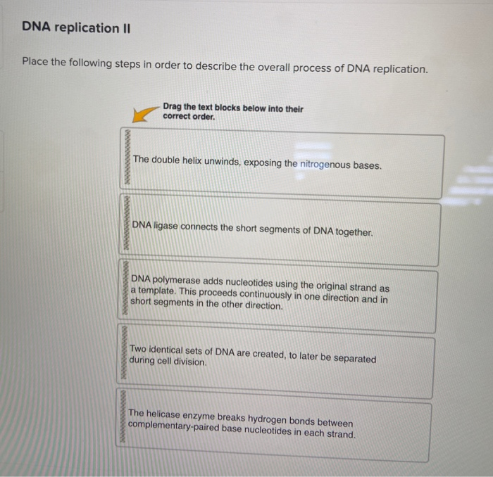 Solved DNA replication II Place the following steps in order | Chegg.com