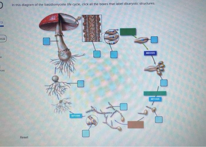 Solved In this diagram of the basidiomycete life cycle, | Chegg.com