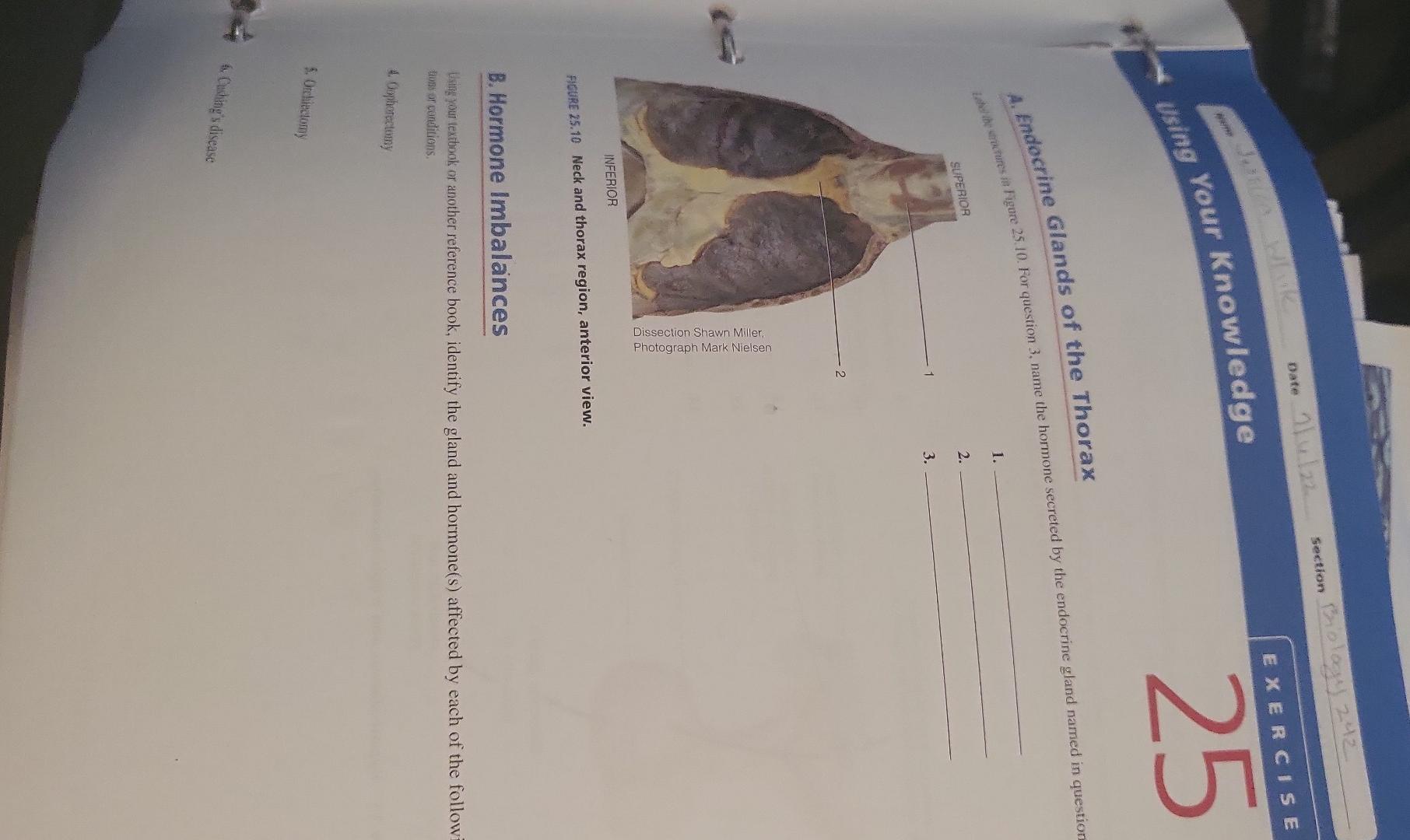 Solved www Janua Using Your Knowledge A. Endocrine Glands of | Chegg.com