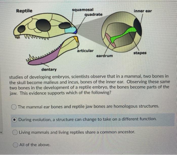 Reptile squamosal quadrate inner ear articular stapes | Chegg.com