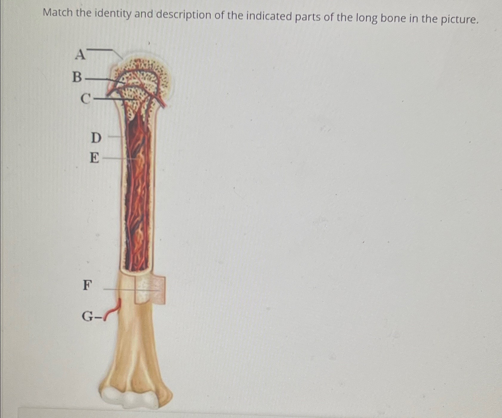 Solved Match the identity and description of the indicated | Chegg.com