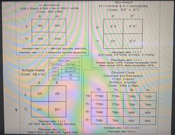 Solved Name: Date: Alien Punnett Square a Directions: Part | Chegg.com
