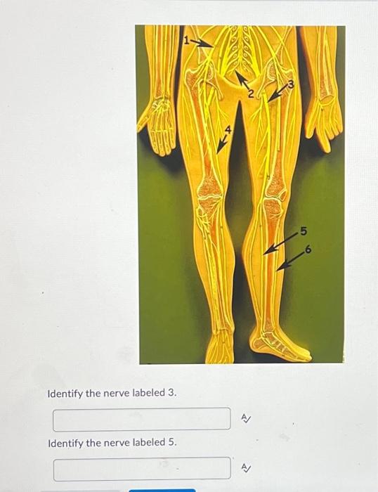 Solved Identify the nerve labeled 3 . Identify the nerve | Chegg.com