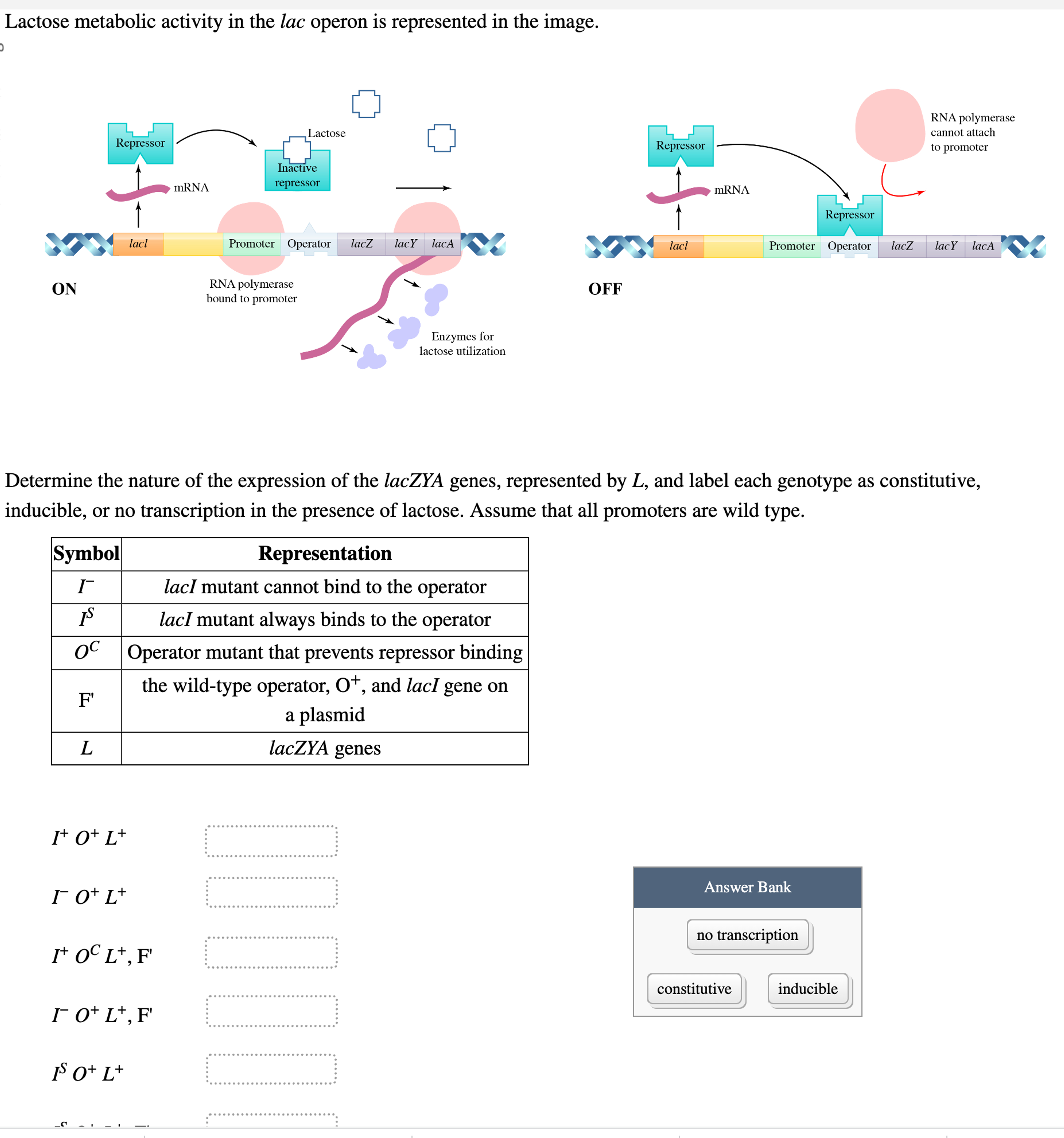 Solved Lactose metabolic activity in the lac operon is | Chegg.com Solved Lactose metabolic activity in the lac operon is | Chegg.com