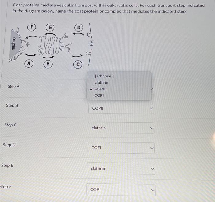 Solved Coat proteins mediate vesicular transport within | Chegg.com