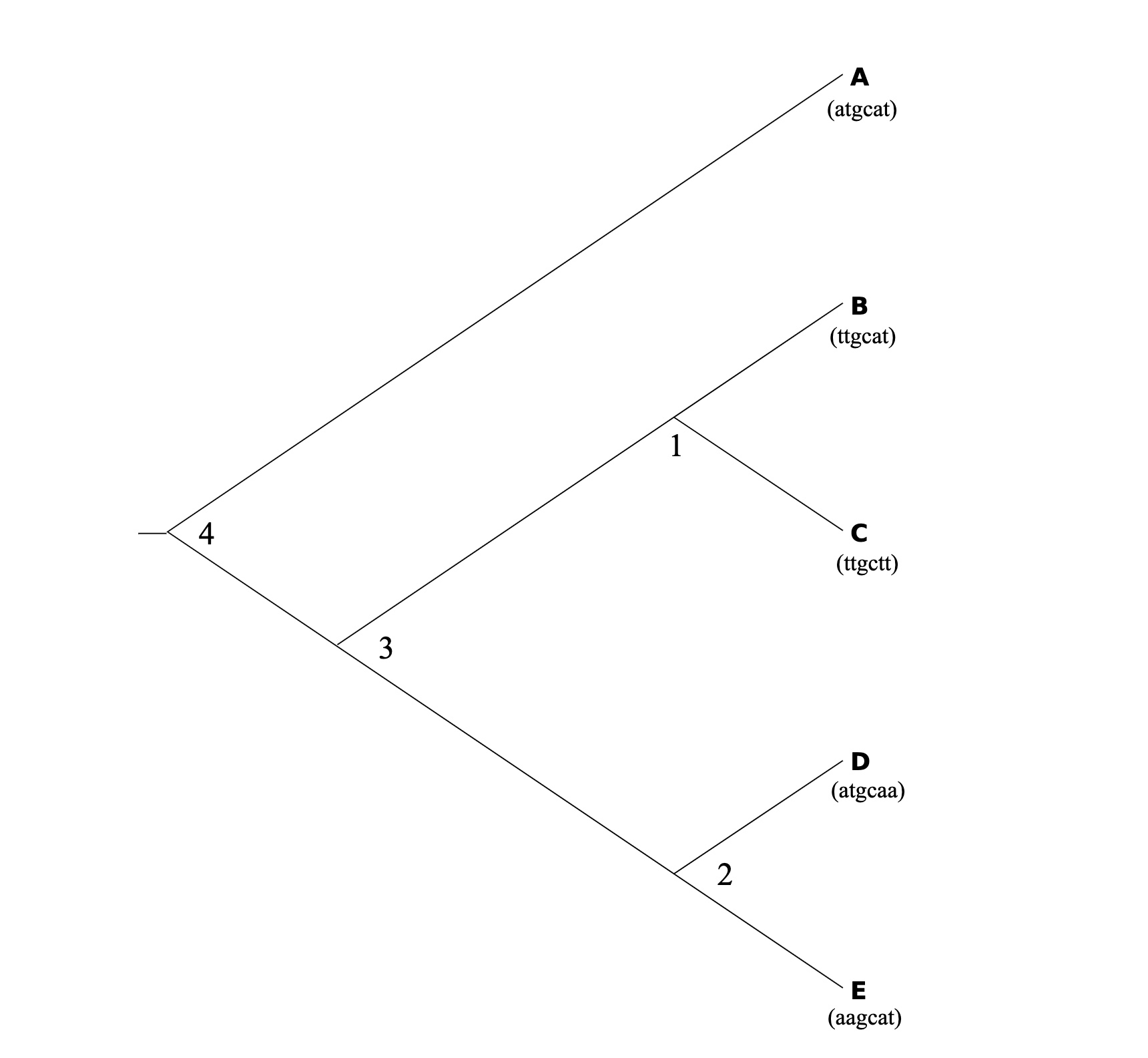 Solved by an EXPERT 1. ﻿What is (are) ﻿the sequence apomorphy(ies ...