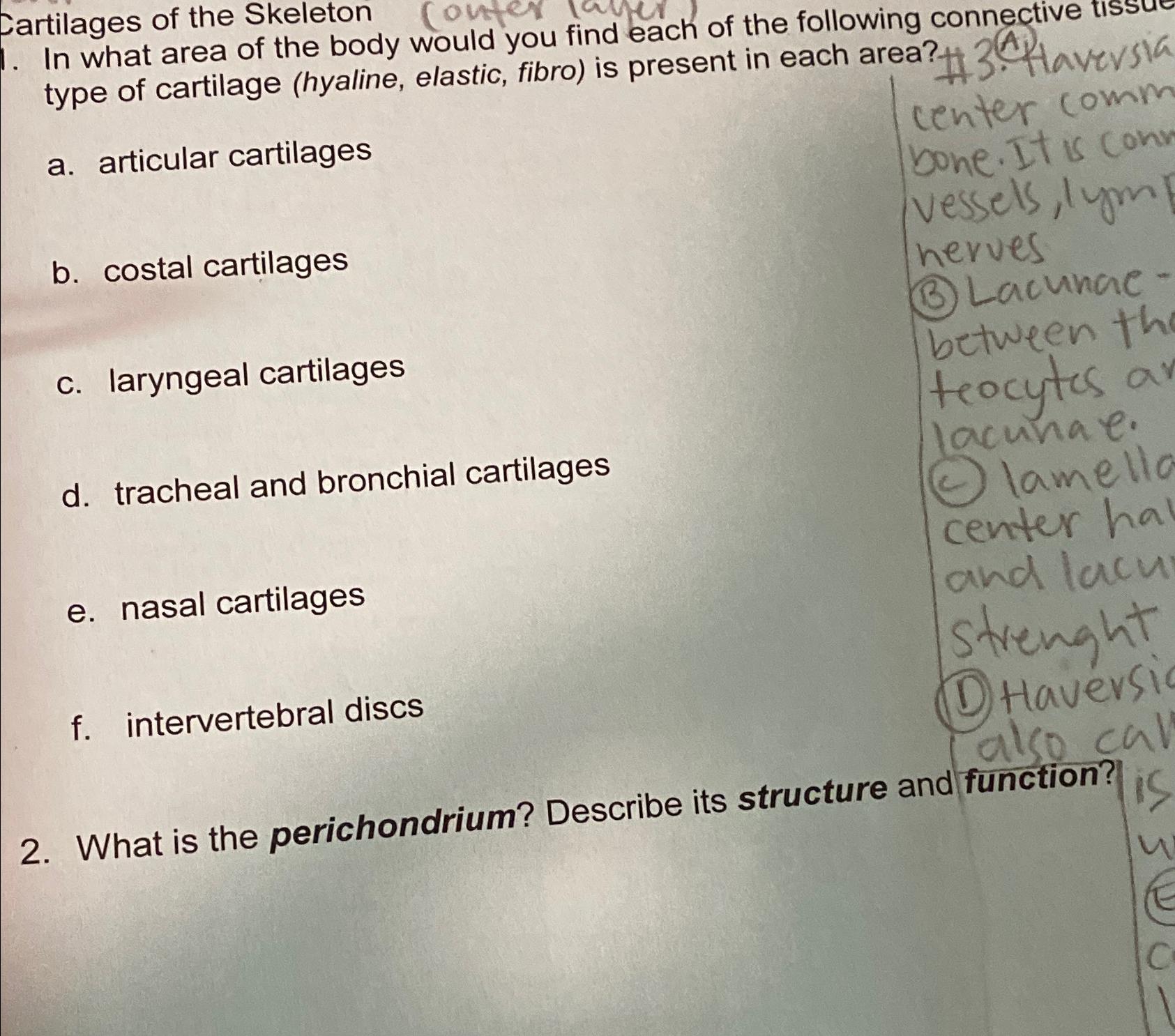 Solved Cartilages of the SkeletonIn what area of the body | Chegg.com