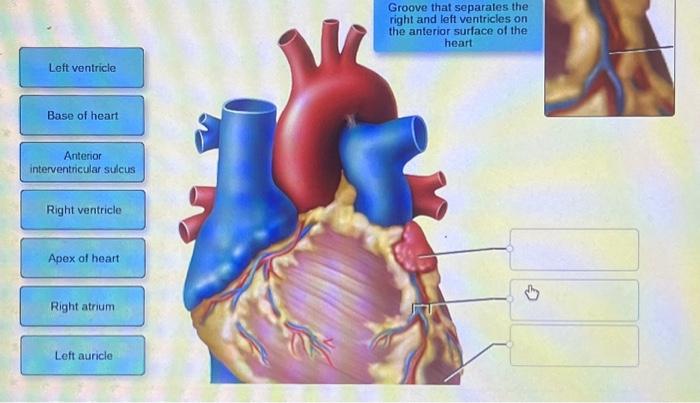 Solved Left ventricle Base of heart Anterior | Chegg.com