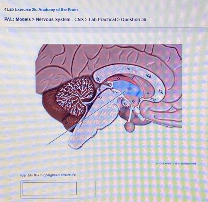 Solved Nervous System: CNS > Quiz > Question 19 Which | Chegg.com
