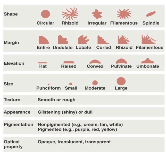 Solved 1. Gram stain result: Describe the Gram reaction, | Chegg.com