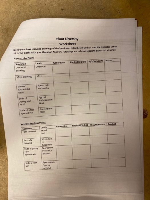 Solved Plant Diversity Worksheet Be sure you have included | Chegg.com