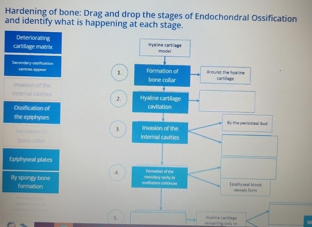 Solved Hardening of bone: Drag and drop the stages of | Chegg.com