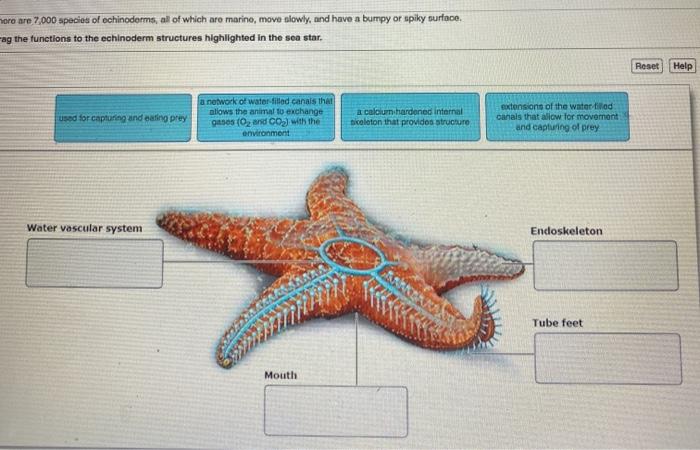 Solved moro are 7,000 species of echinoderms, all of which | Chegg.com