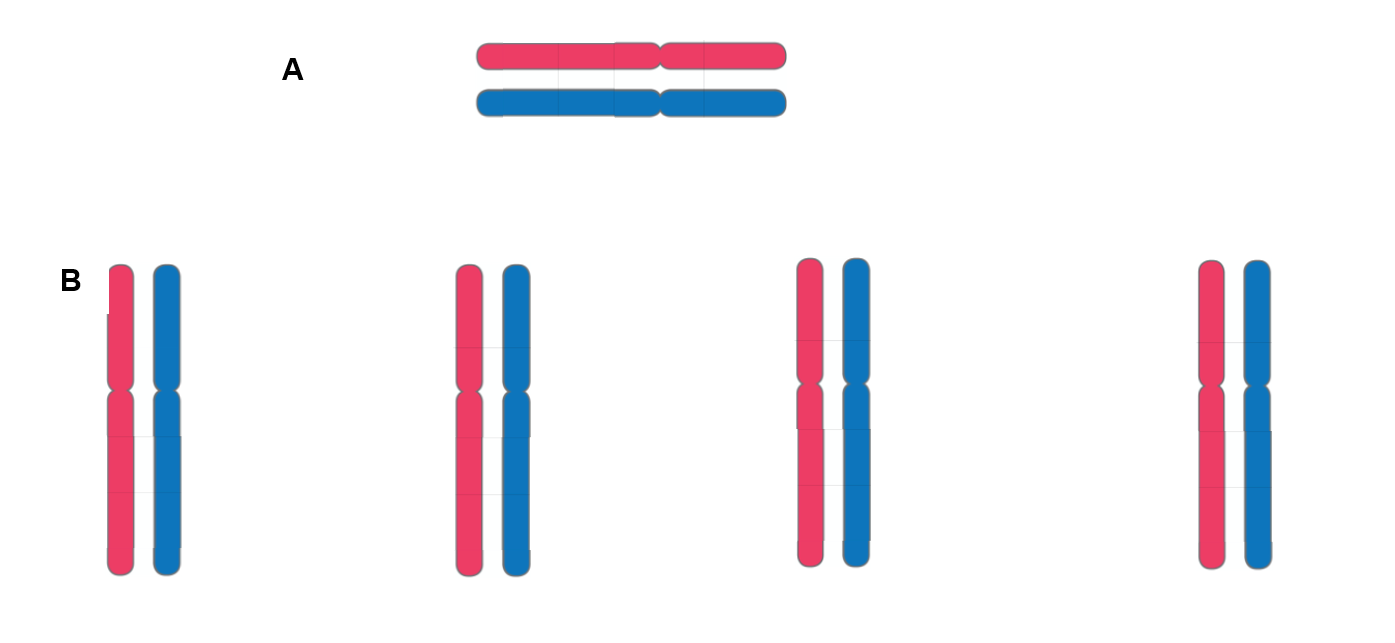 Solved Use the homologs chromosome diagrams below to clearly | Chegg.com