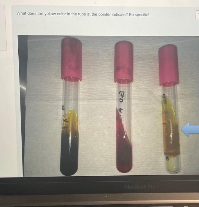 What does the space in the tube at the pointer | Chegg.com