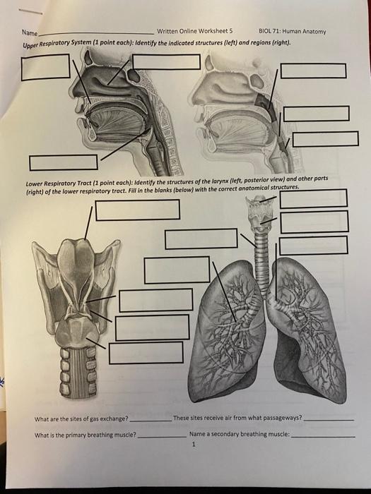 Solved Name Written Online Worksheet 5 BIOL 71: Human | Chegg.com