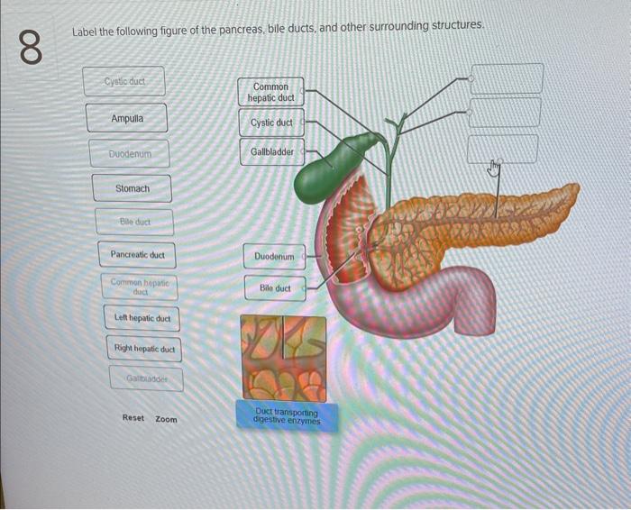 Solved Label the following figure of the pancreas, bile | Chegg.com