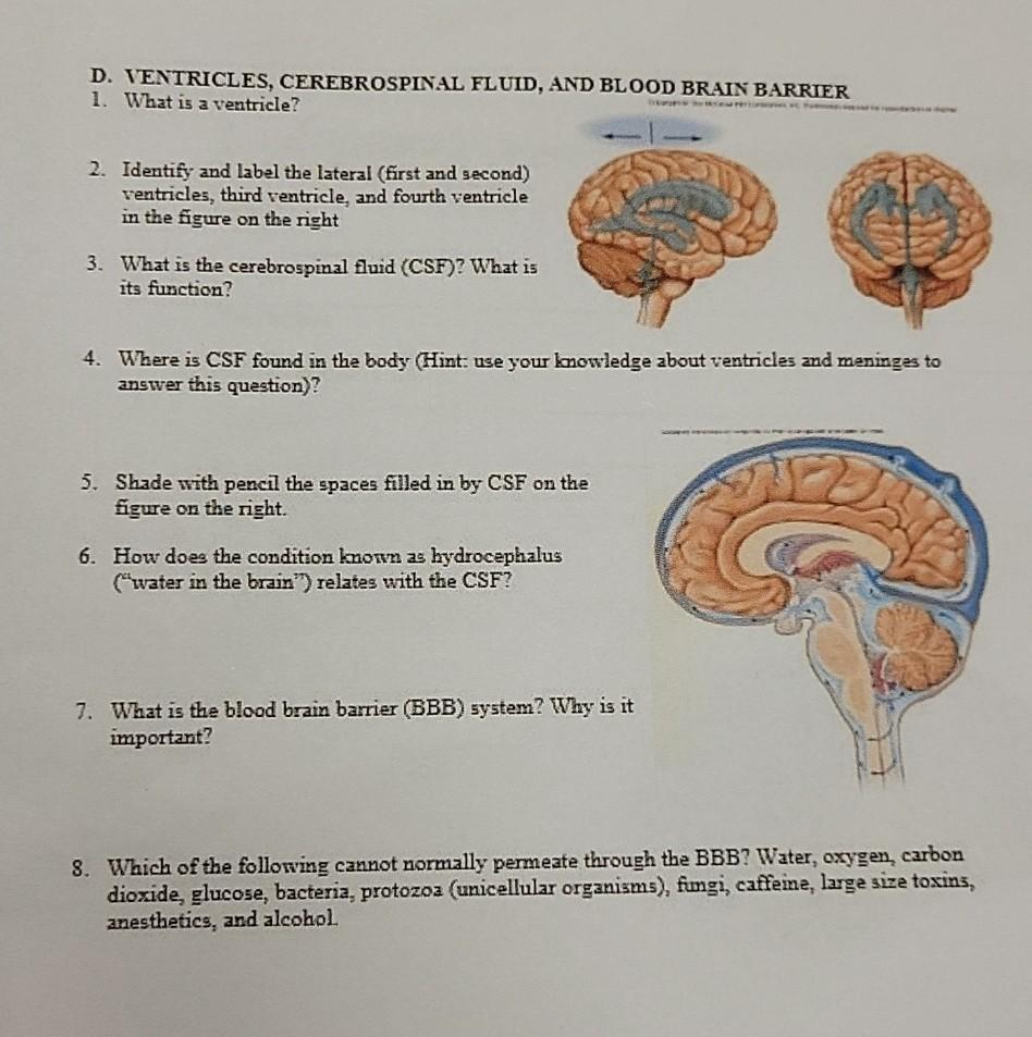 Solved D. VENTRICLES, CEREBROSPINAL FLUID, AND BLOOD BRAIN | Chegg.com