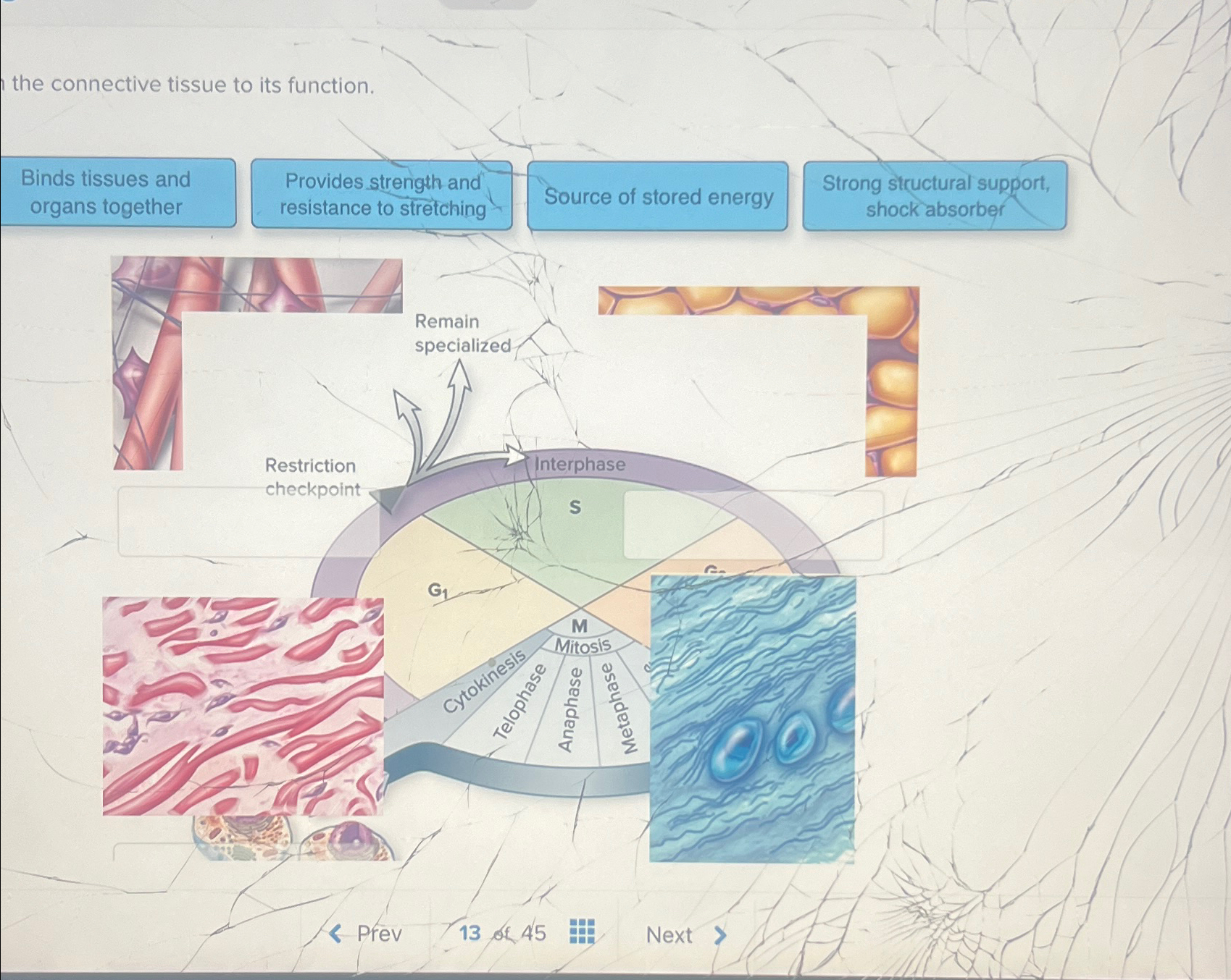 Solved the connective tissue to its function.Binds tissues | Chegg.com
