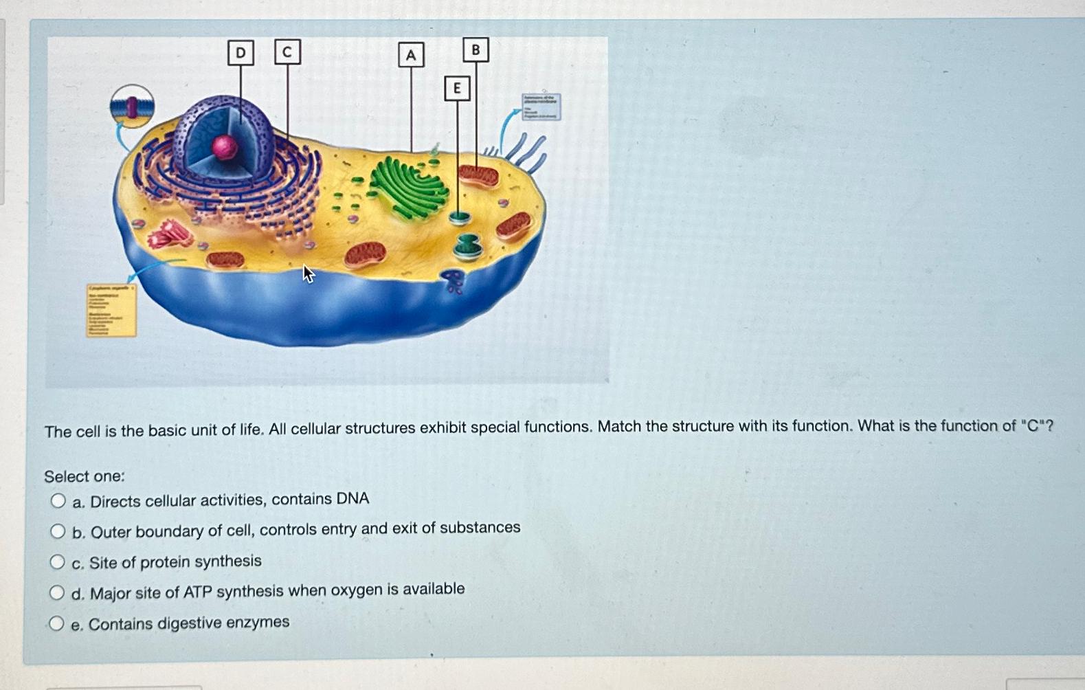 Solved The cell is the basic unit of life. All cellular | Chegg.com