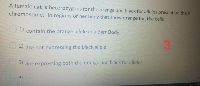 A female cat is heterozygous for the orange and black | Chegg.com
