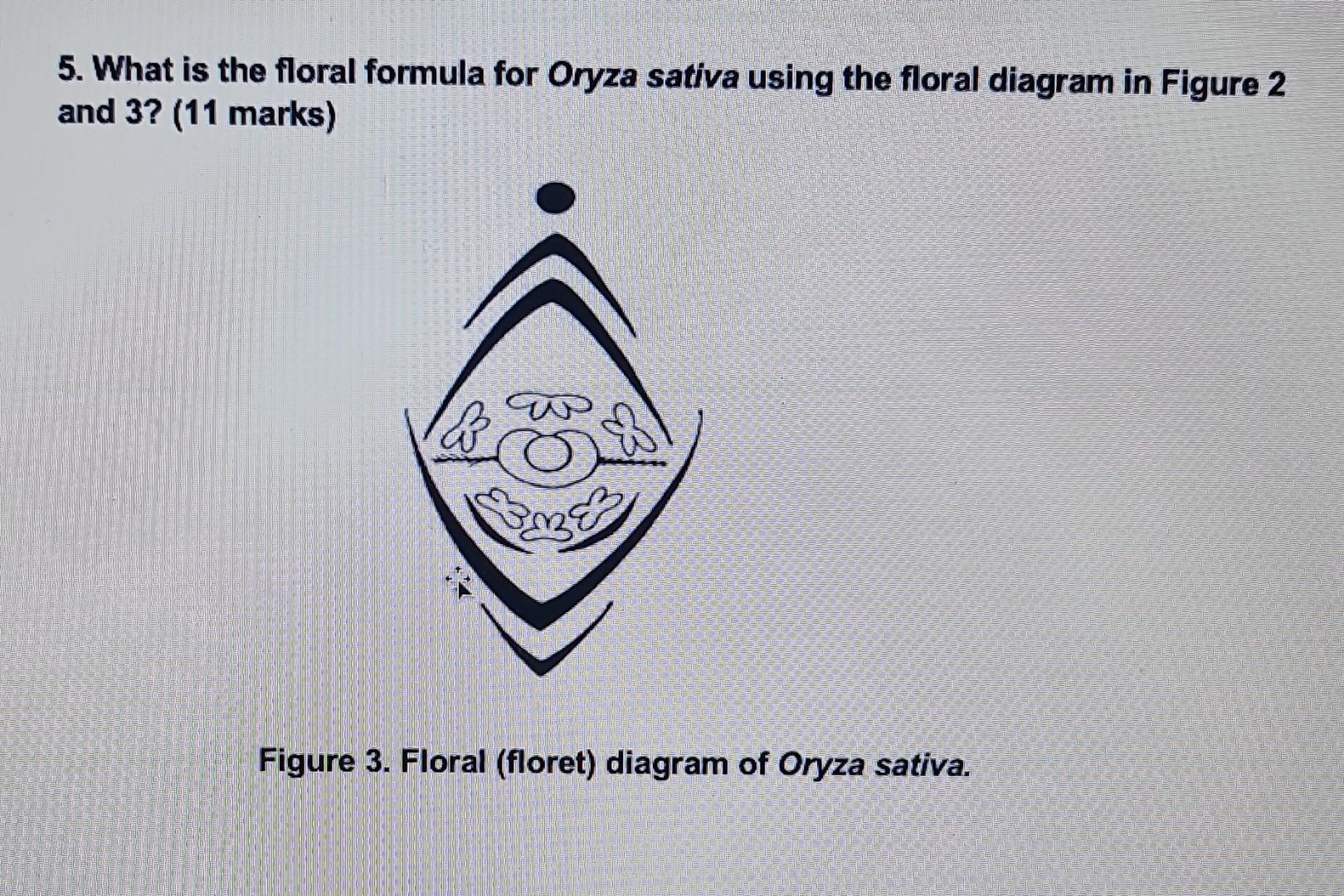 Solved 5. What is the floral formula for Oryza sativa using | Chegg.com