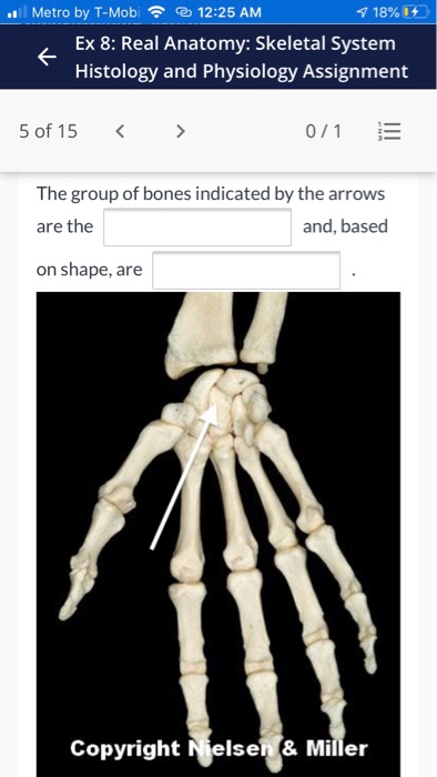 Real Skeleton System