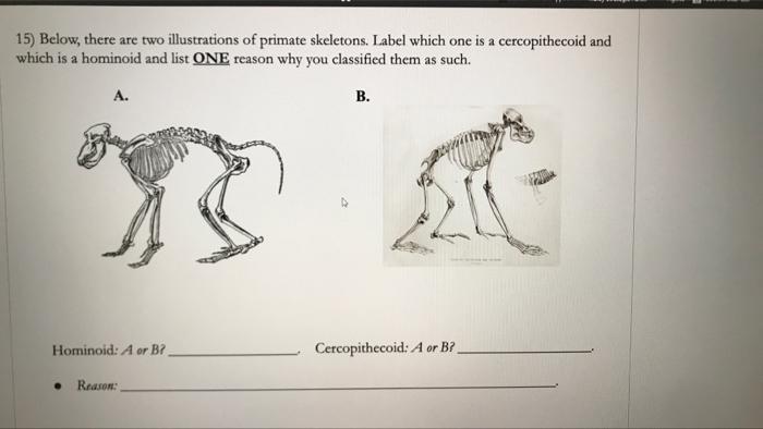 Solved 15) Below, there are two illustrations of primate | Chegg.com