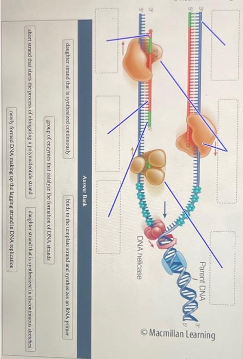 Solved Answer Bank daughter strand that is synthesized | Chegg.com