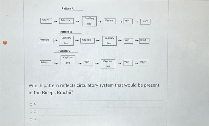 Solved Pattern B Which pattern reflects circulatory system | Chegg.com