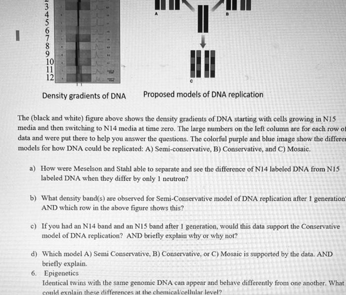 Solved 10 11 12 it Density gradients of DNA Proposed models | Chegg.com