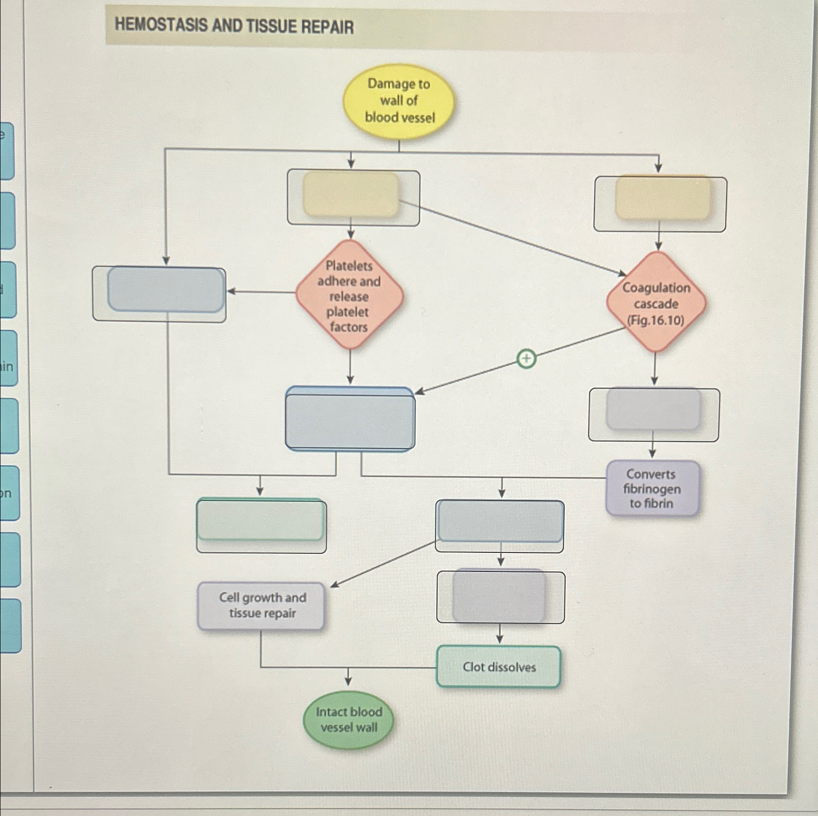 Solved HEMOSTASIS AND TISSUE REPAIR | Chegg.com