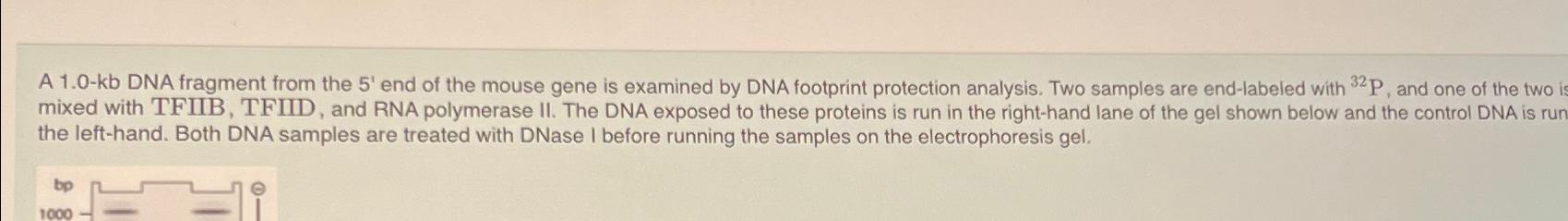 Solved A 1.0-kb DNA fragment from the 5' end of the mouse | Chegg.com Solved A 1.0-kb DNA fragment from the 5' end of the mouse | Chegg.com