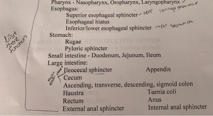 Solved laringu phasini al sphincter- Neus "the stomach list | Chegg.com