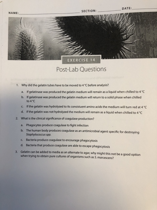Solved DATE: SECTION: NAME: EXERCISE 14 Post-Lab Questions | Chegg.com