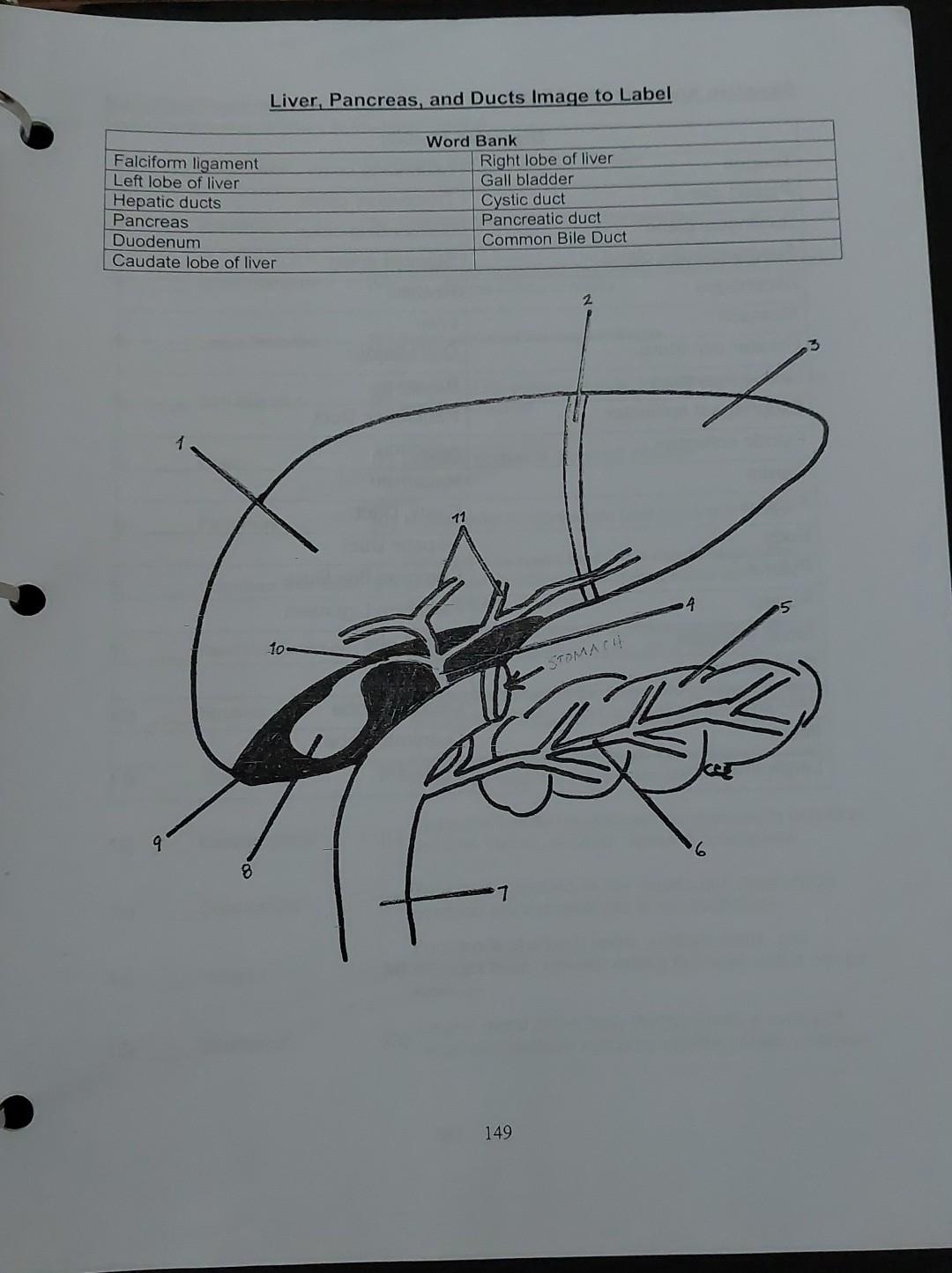 Solved Digestive system liver pancreas and ducks in enrious | Chegg.com