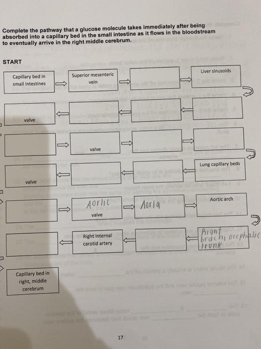 Solved Complete the pathway that a glucose molecule takes | Chegg.com