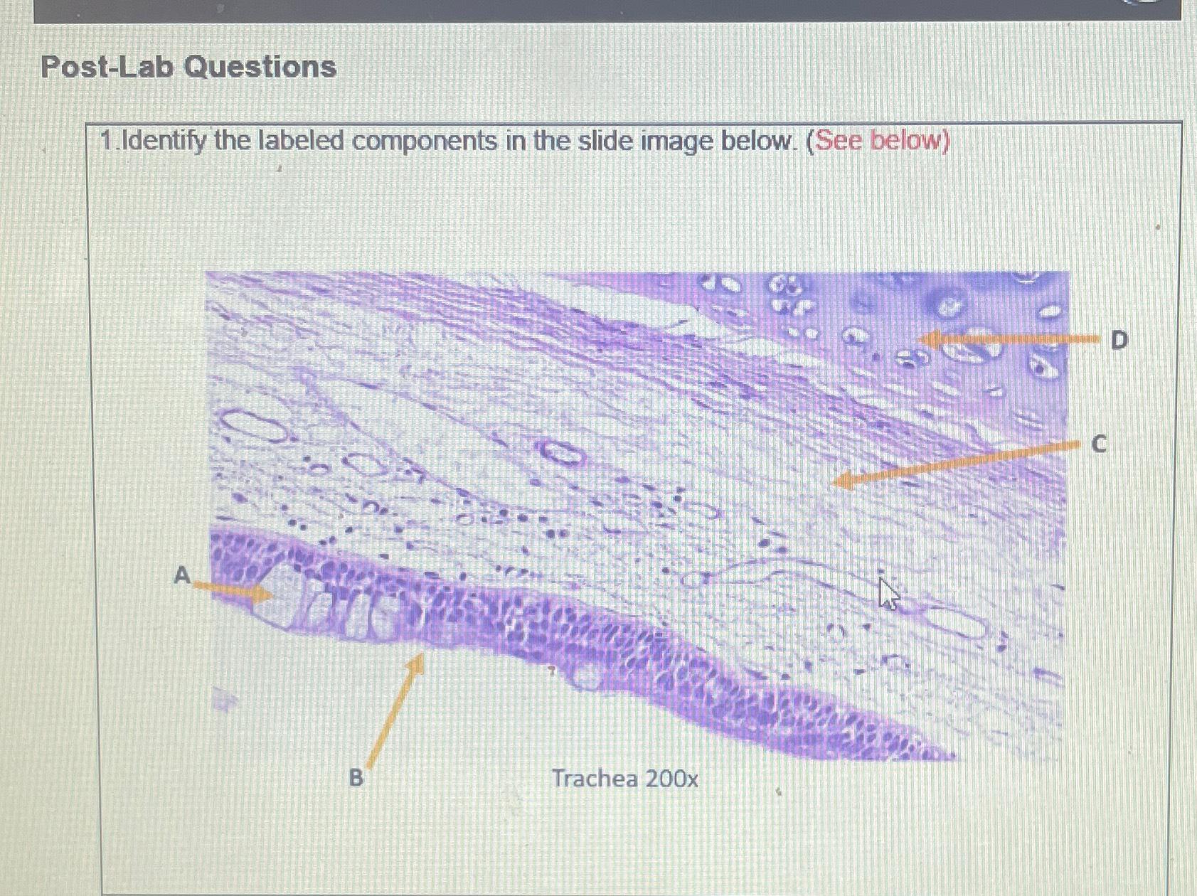 Solved Post-Lab Questions1.Identify the labeled components | Chegg.com