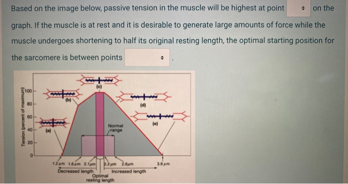 Solved on the Based on the image below, passive tension in | Chegg.com