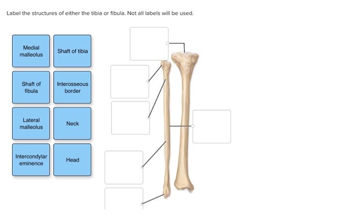 Solved Label the structures of either the tibia or fibula. | Chegg.com