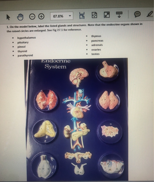 Solved 67.6% 1. On the model below, label the listed glands | Chegg.com
