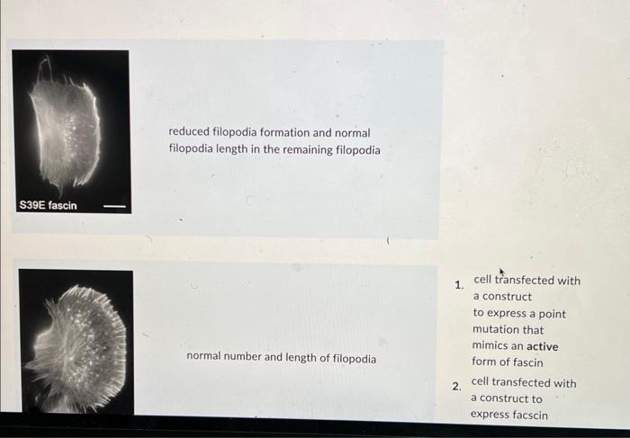 Solved reduced filopodia formation and normal filopodia | Chegg.com