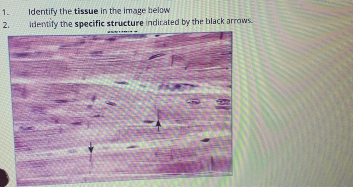 Solved 1. 2. Identify the tissue in the image below Identify | Chegg.com