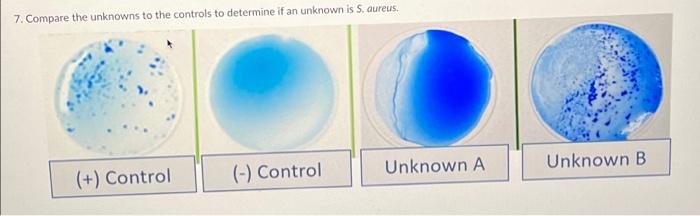 Solved 7. Compare the unknowns to the controls to determine | Chegg.com